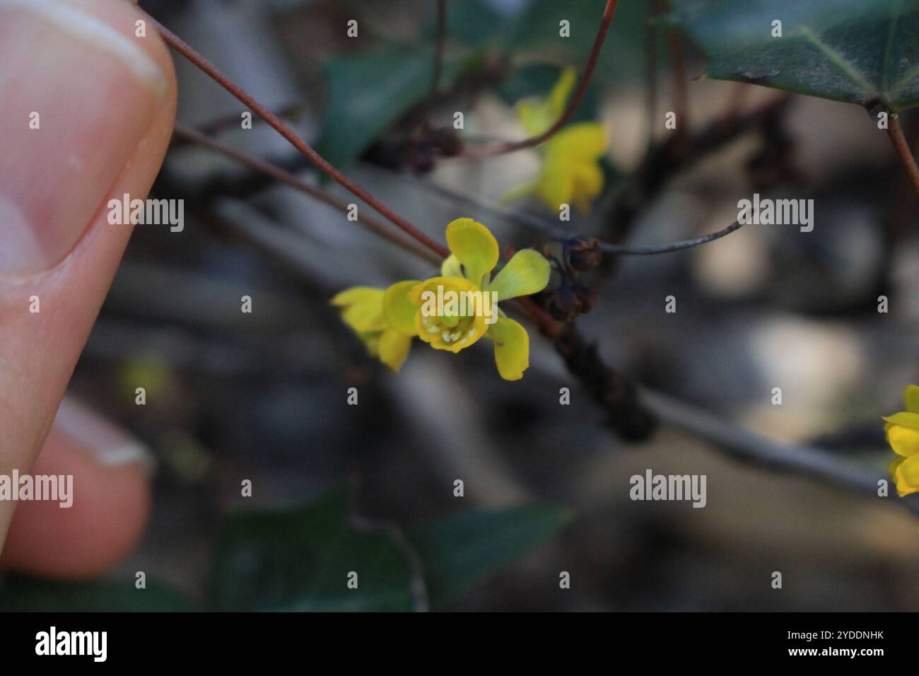 Agarita hi-res stock photography and images - Alamy