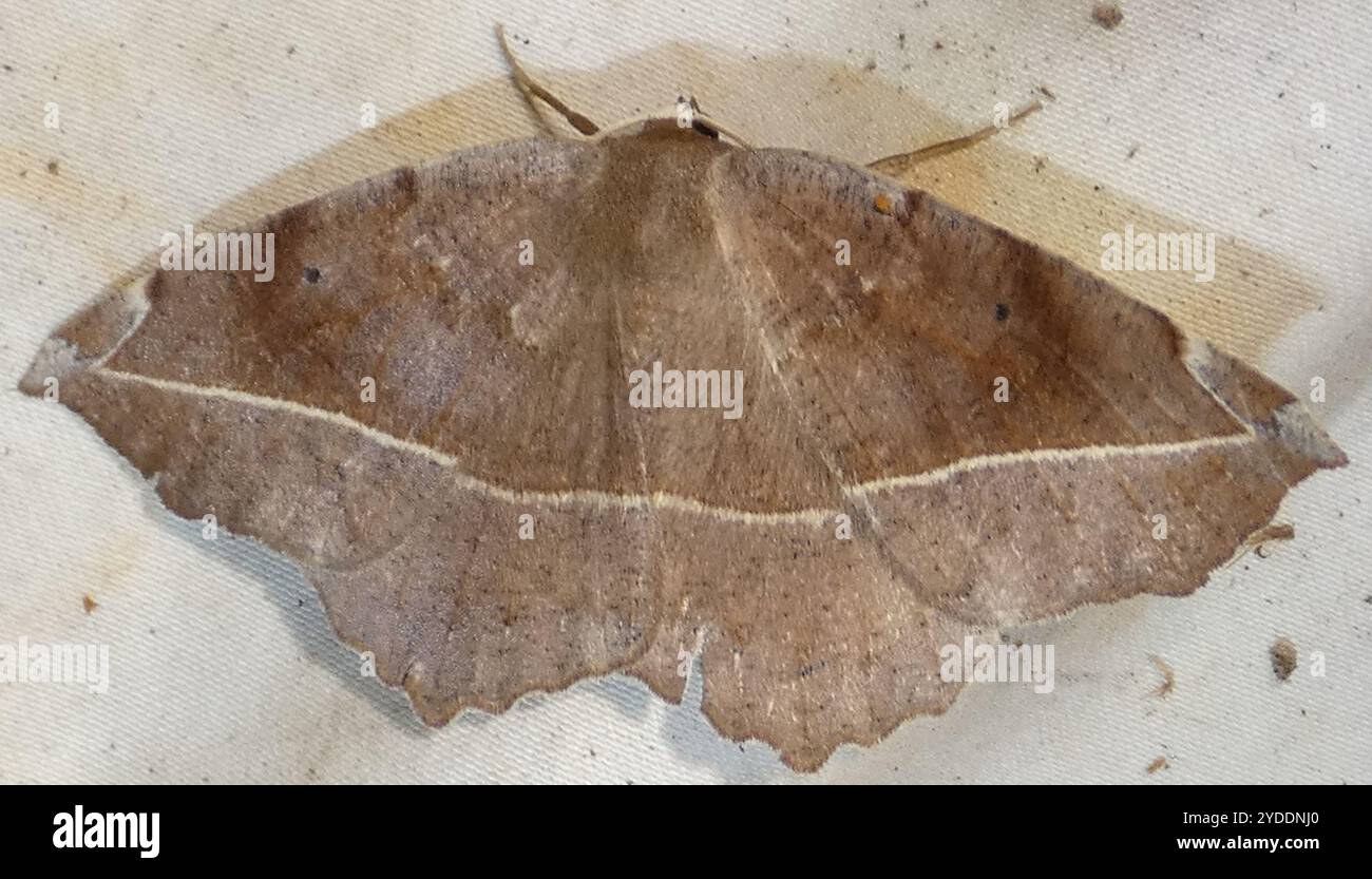 Curved-toothed Geometer Moth (Eutrapela clemataria Stock Photo - Alamy