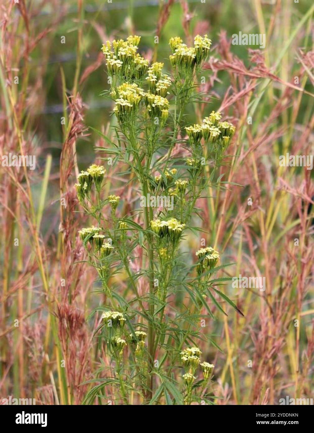 wild marigold (Tagetes minuta Stock Photo - Alamy