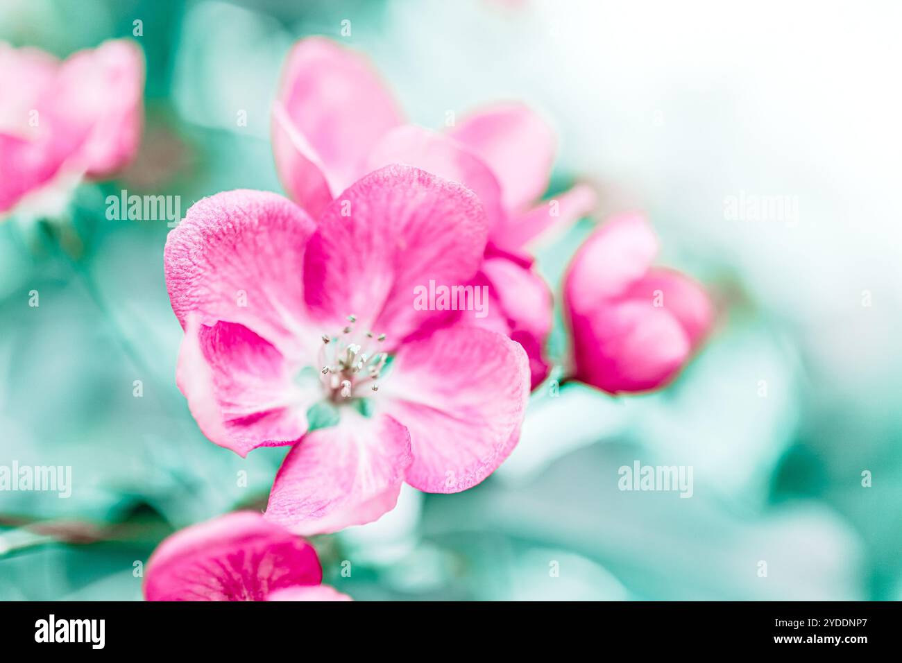 Spring blooming tree branches hi-res stock photography and images - Alamy