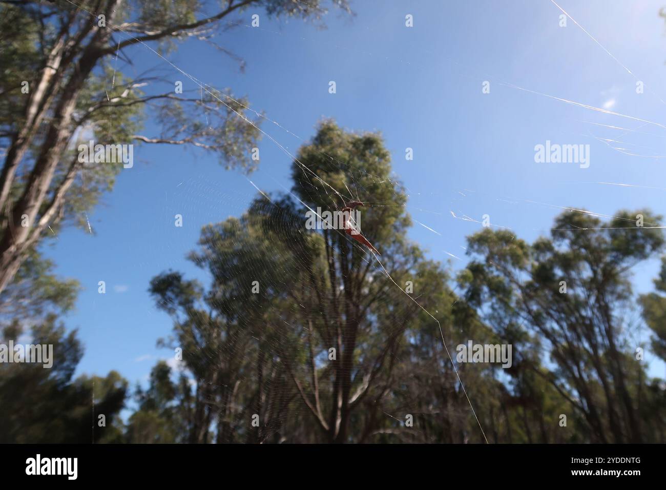 Christmas Jewel Spider (Austracantha minax Stock Photo - Alamy