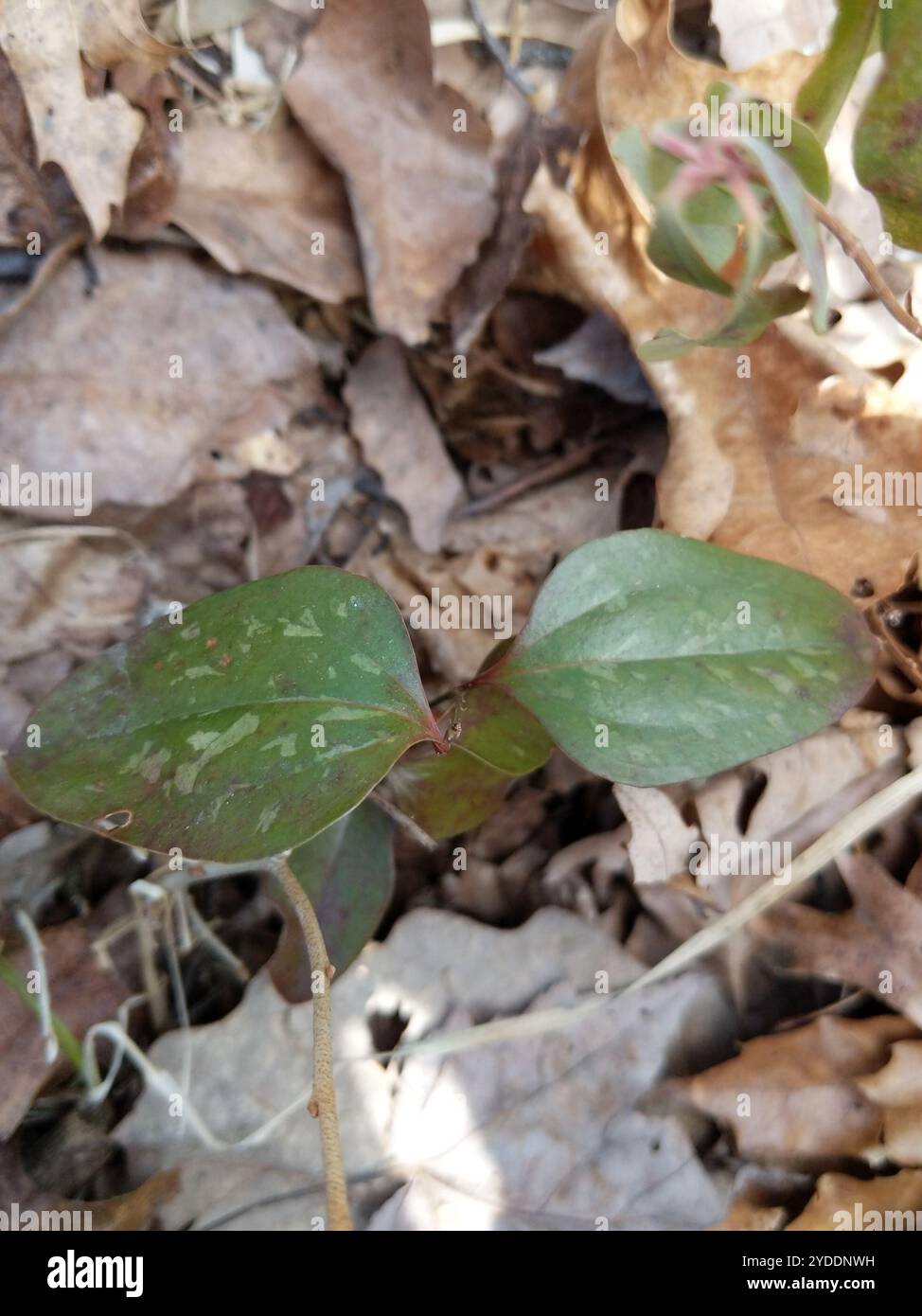 sawbrier (Smilax glauca Stock Photo - Alamy