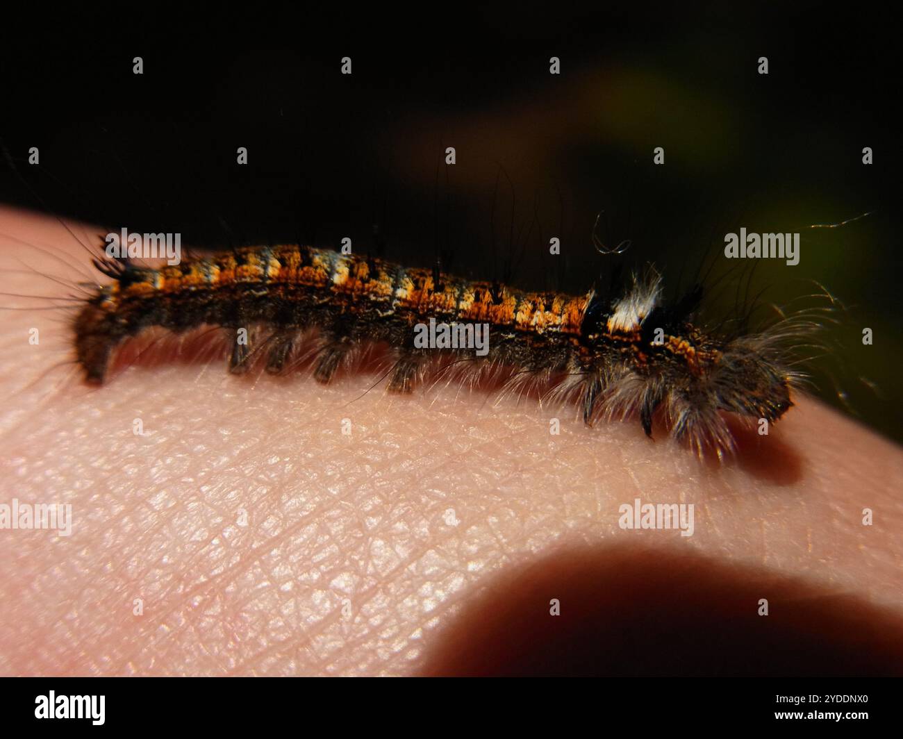 Dendrolimus hi-res stock photography and images - Alamy