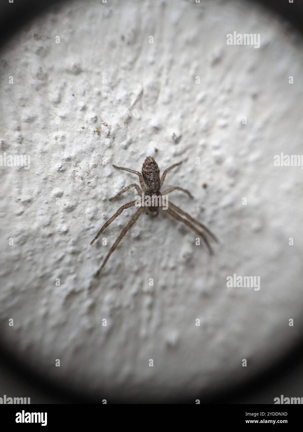 Octopus Spiders (Tmarus Stock Photo - Alamy