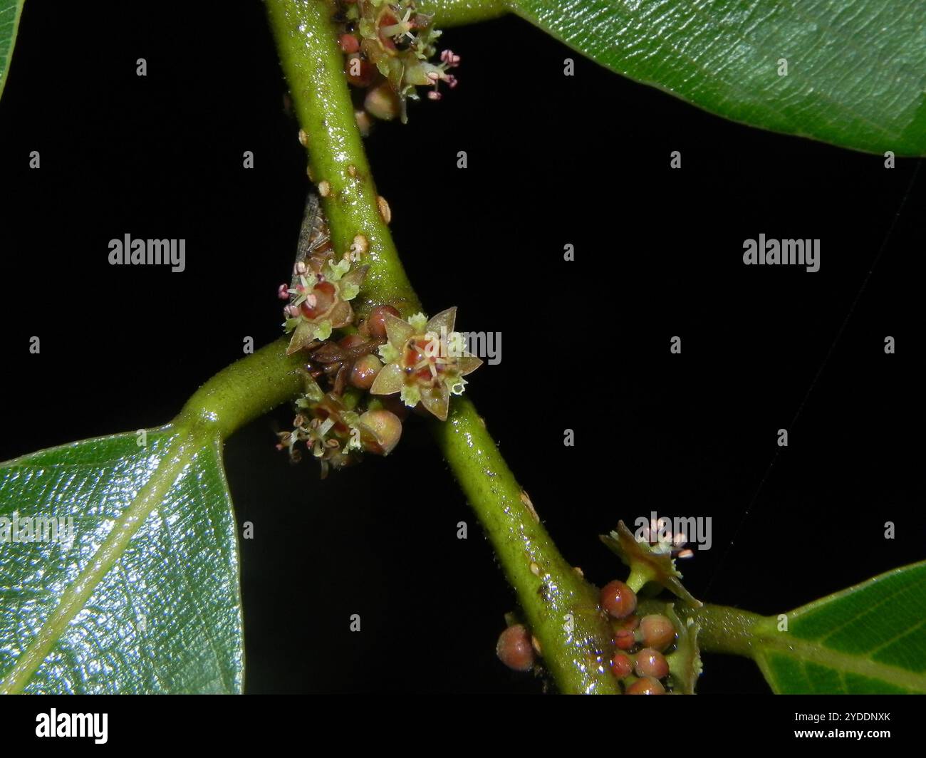 Kino tree hi-res stock photography and images - Alamy