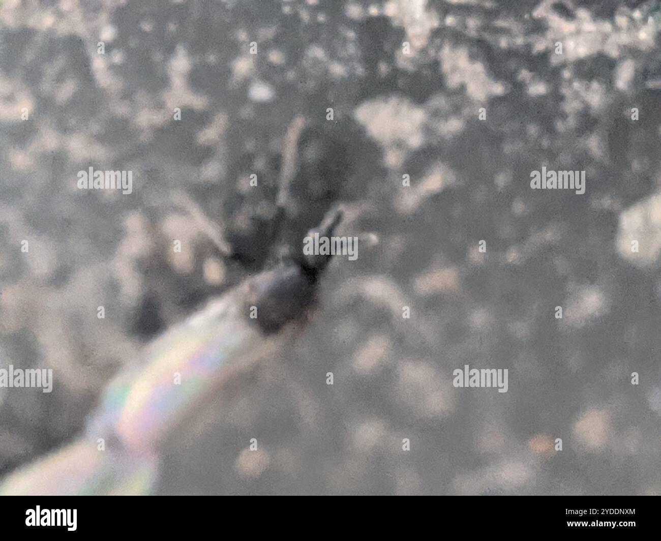 Minute Black Scavenger Flies (Scatopsidae Stock Photo - Alamy
