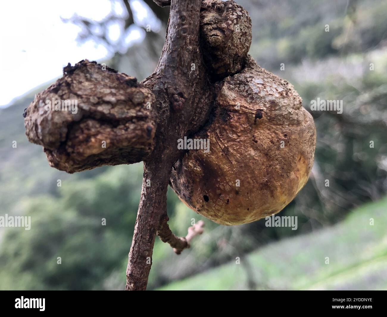 Live Oak Apple Gall Wasp (Amphibolips quercuspomiformis Stock Photo - Alamy