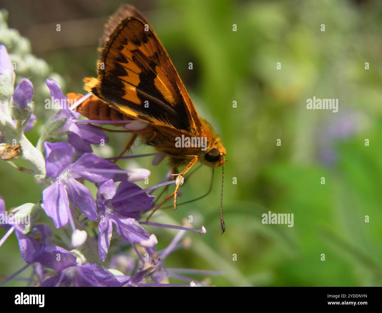 Japanese Dart (Potanthus flavus Stock Photo - Alamy