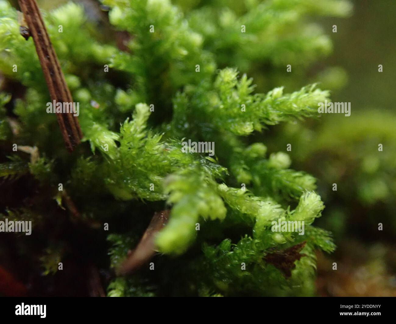 Bolander's claopodium moss (Claopodium bolanderi Stock Photo - Alamy