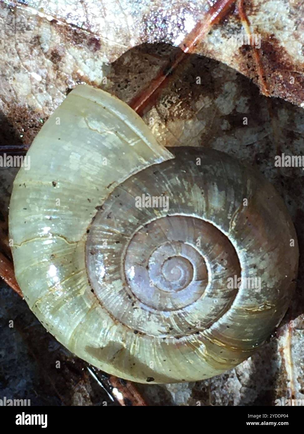 Gray-foot Lancetooth Snail (Haplotrema concavum Stock Photo - Alamy