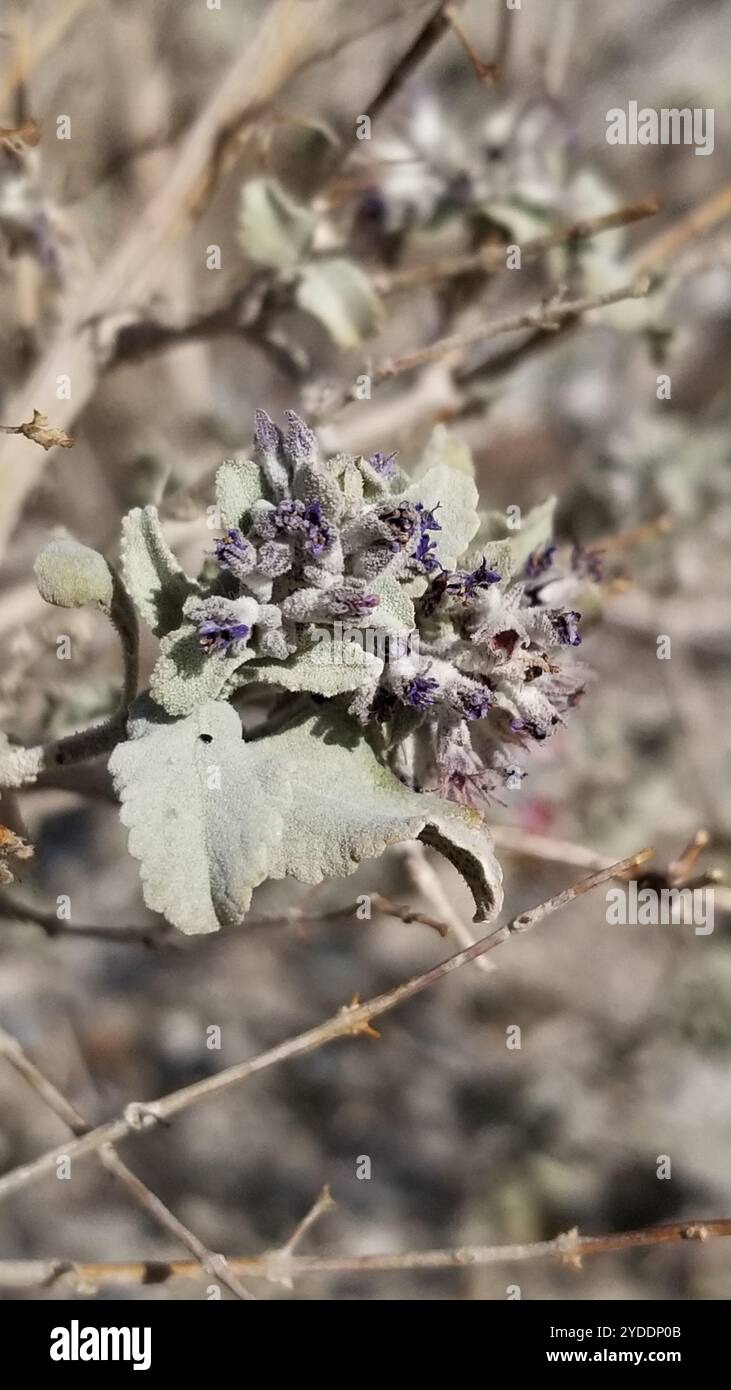 desert lavender (Condea emoryi Stock Photo - Alamy