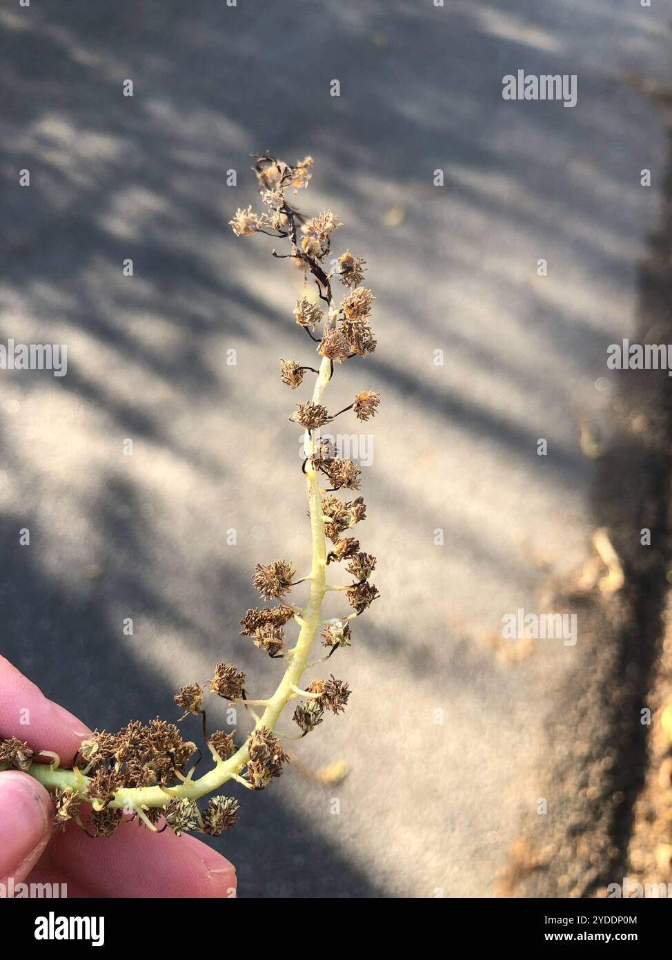 Eastern Cottonwood (Populus deltoides Stock Photo - Alamy
