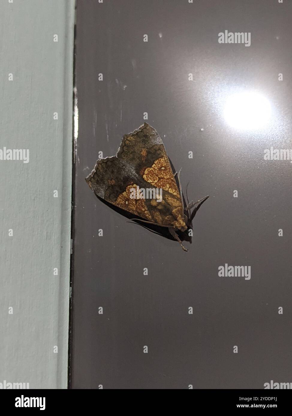 Tropical Anomis (Anomis flava Stock Photo - Alamy