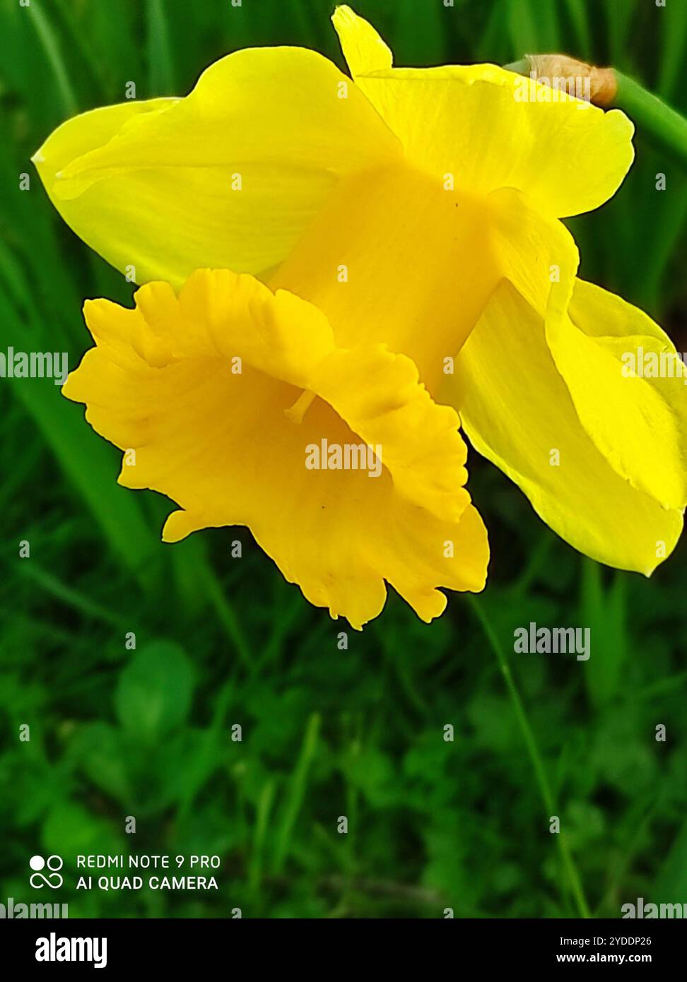 wild daffodil (Narcissus pseudonarcissus Stock Photo - Alamy