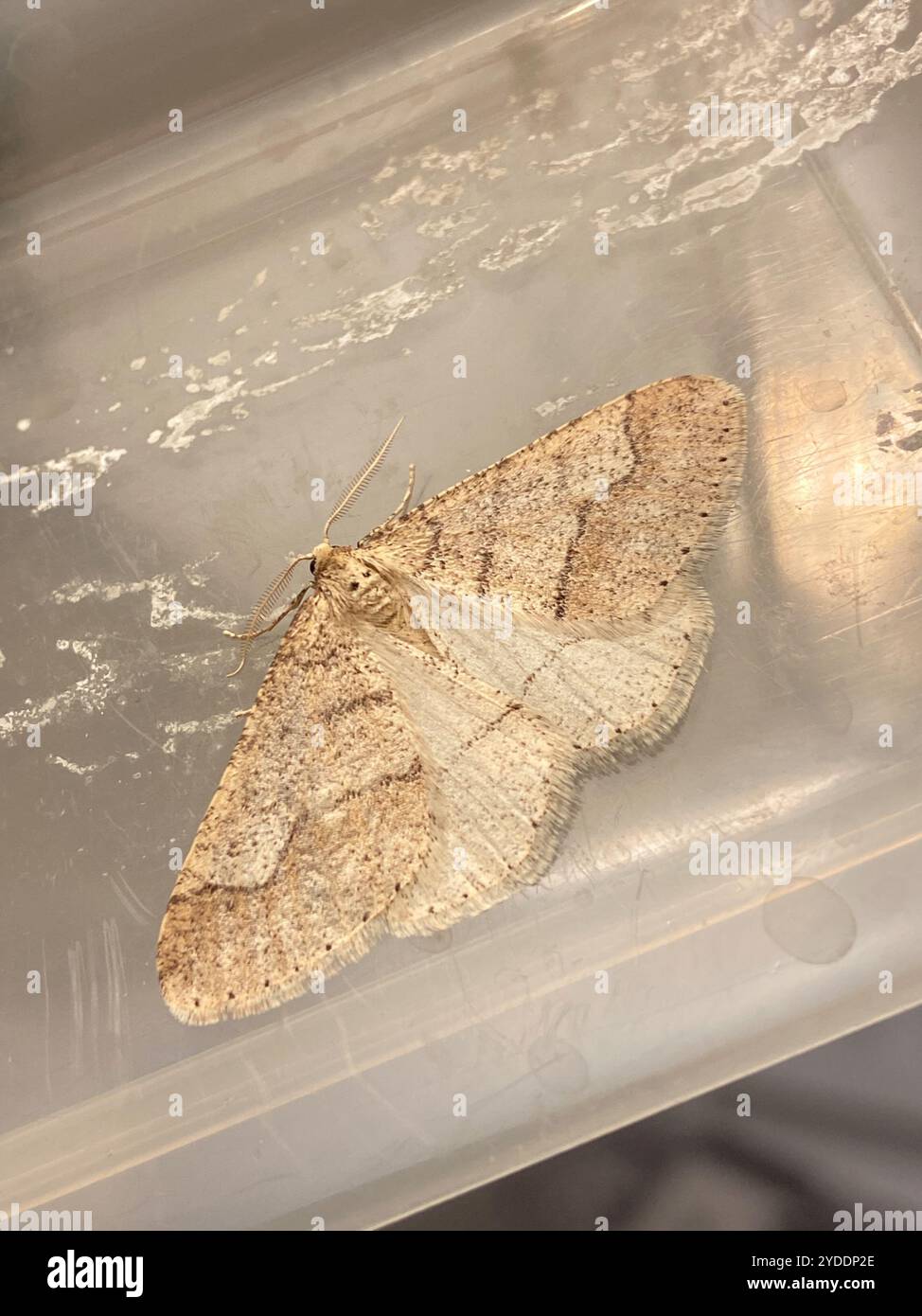 Dotted Border Moth (Agriopis marginaria Stock Photo - Alamy