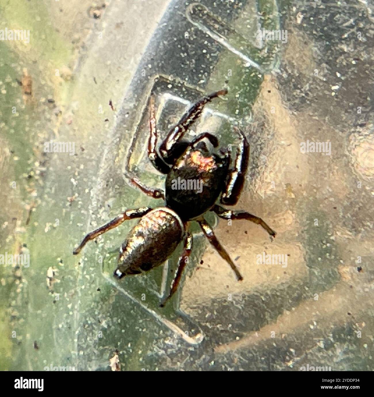 Buttonhook Leafbeetle Jumping Spider (Sassacus vitis Stock Photo - Alamy