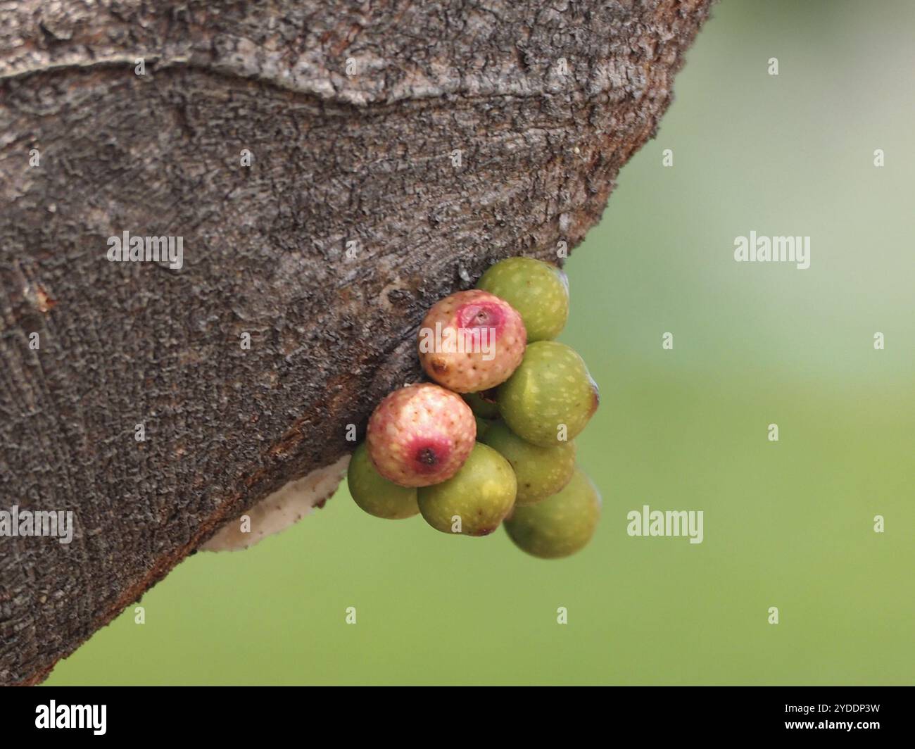 Japanese Superb Fig (Ficus subpisocarpa Stock Photo - Alamy