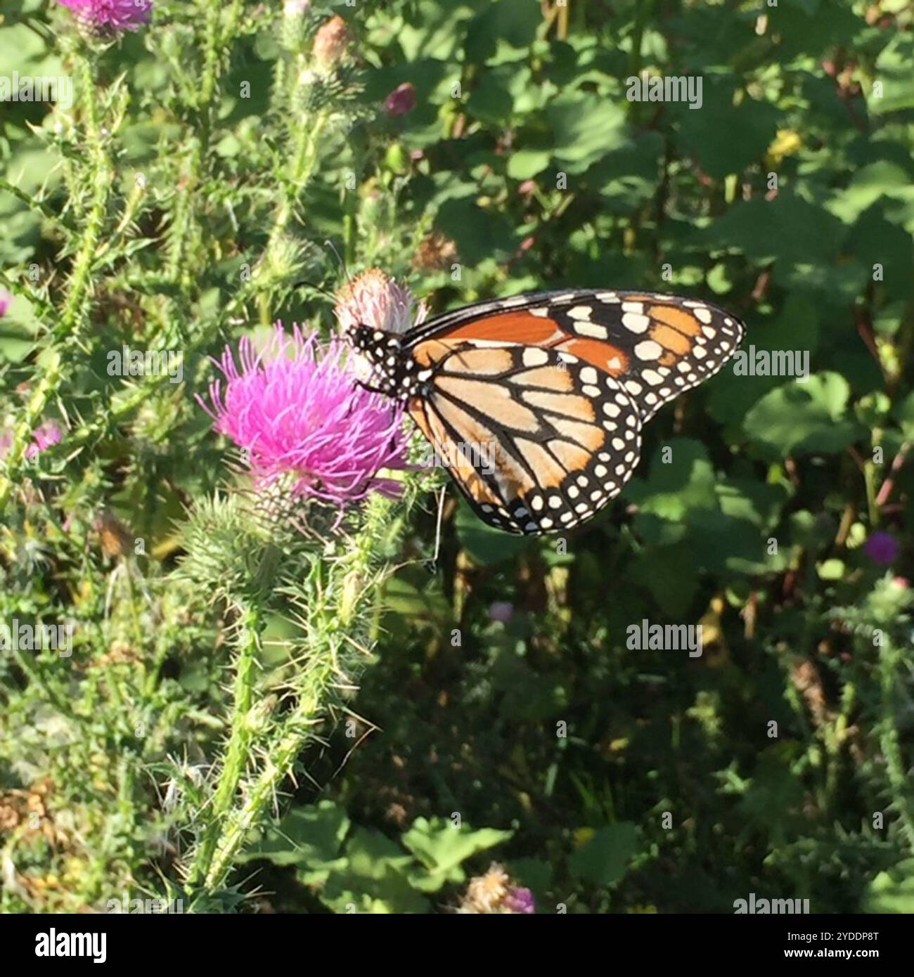 Southern Monarch (Danaus erippus Stock Photo - Alamy
