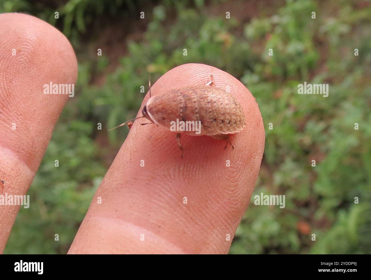 Giant Cockroaches (Blaberidae Stock Photo - Alamy
