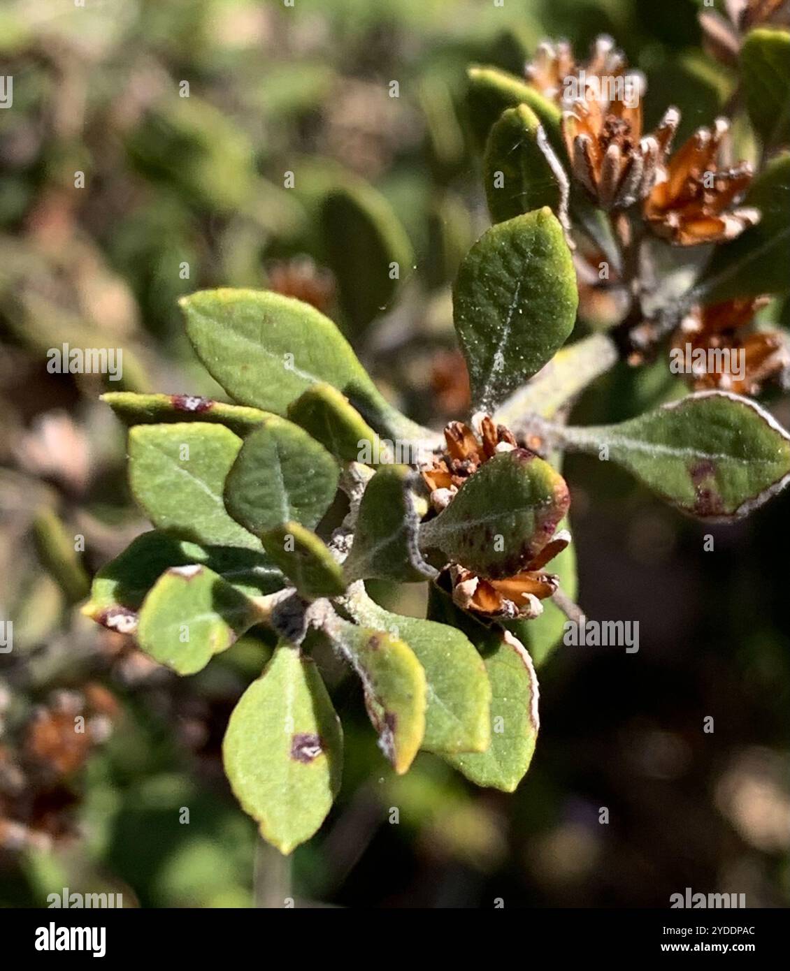 coastal plain staggerbush (Lyonia fruticosa Stock Photo - Alamy