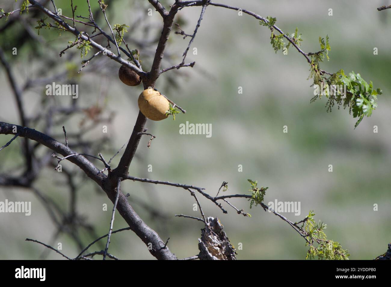 California Gall Wasp (Andricus quercuscalifornicus Stock Photo - Alamy