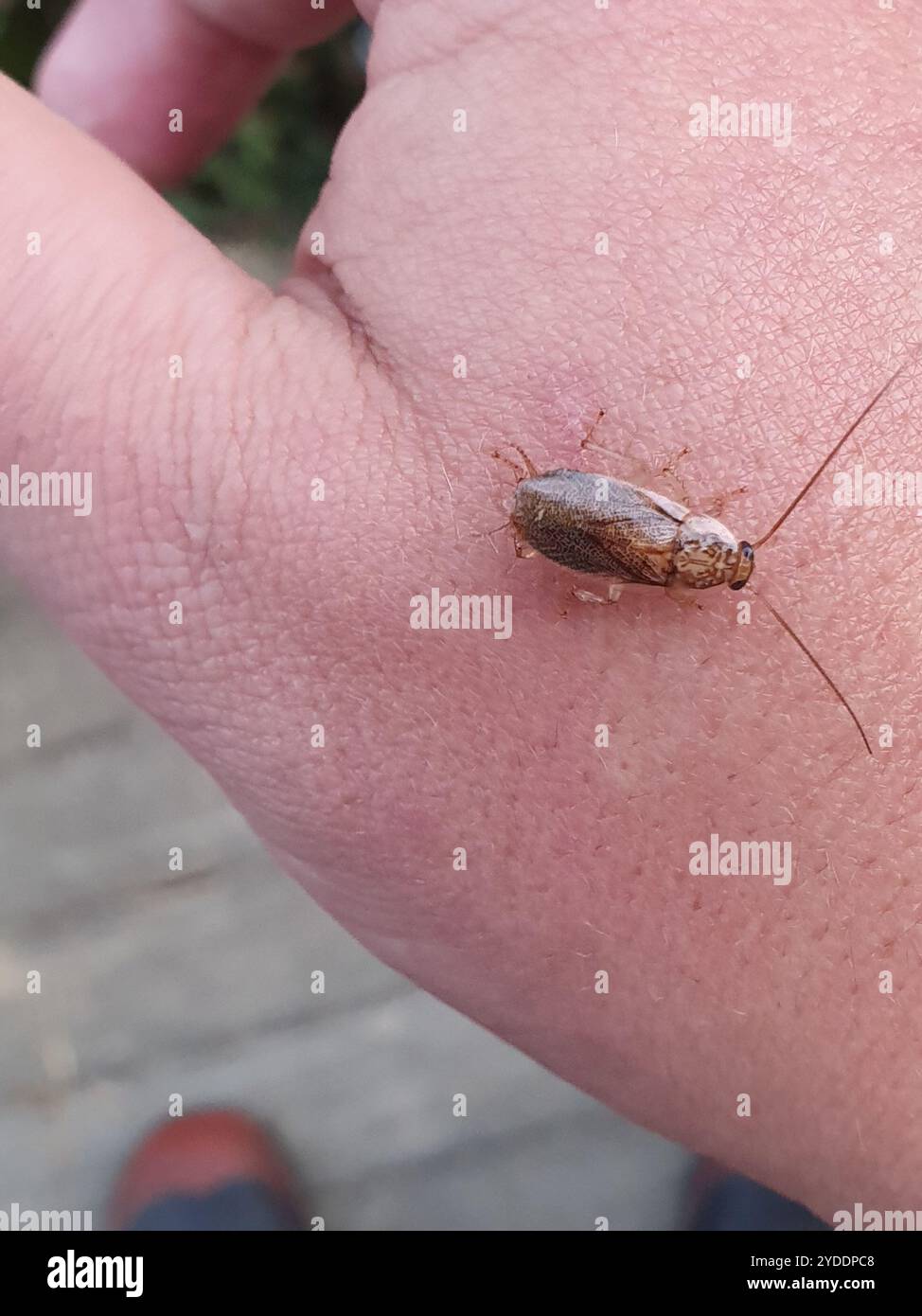 Cockroaches and Termites (Blattodea Stock Photo - Alamy