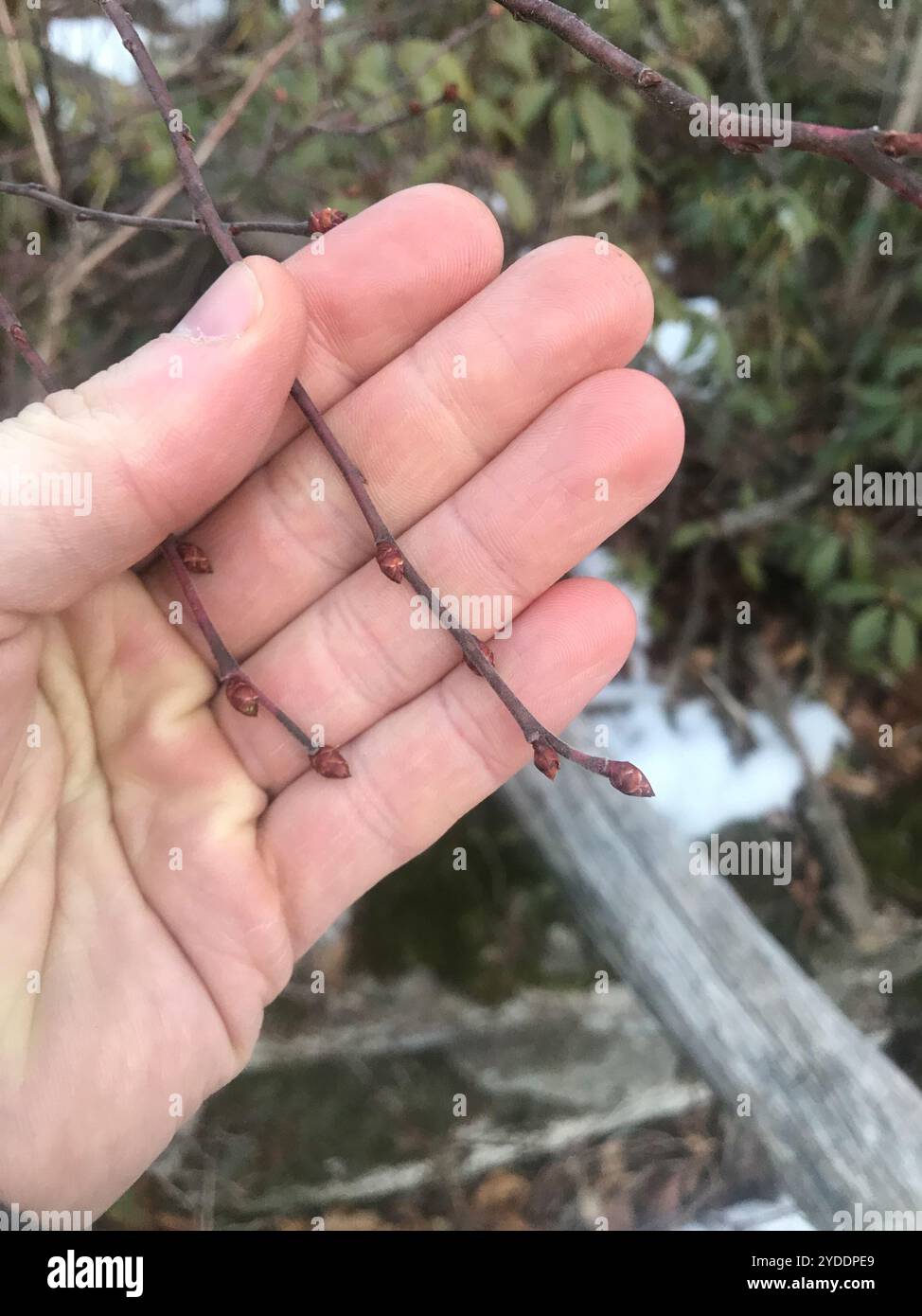 Northern highbush blueberry (Vaccinium corymbosum Stock Photo - Alamy