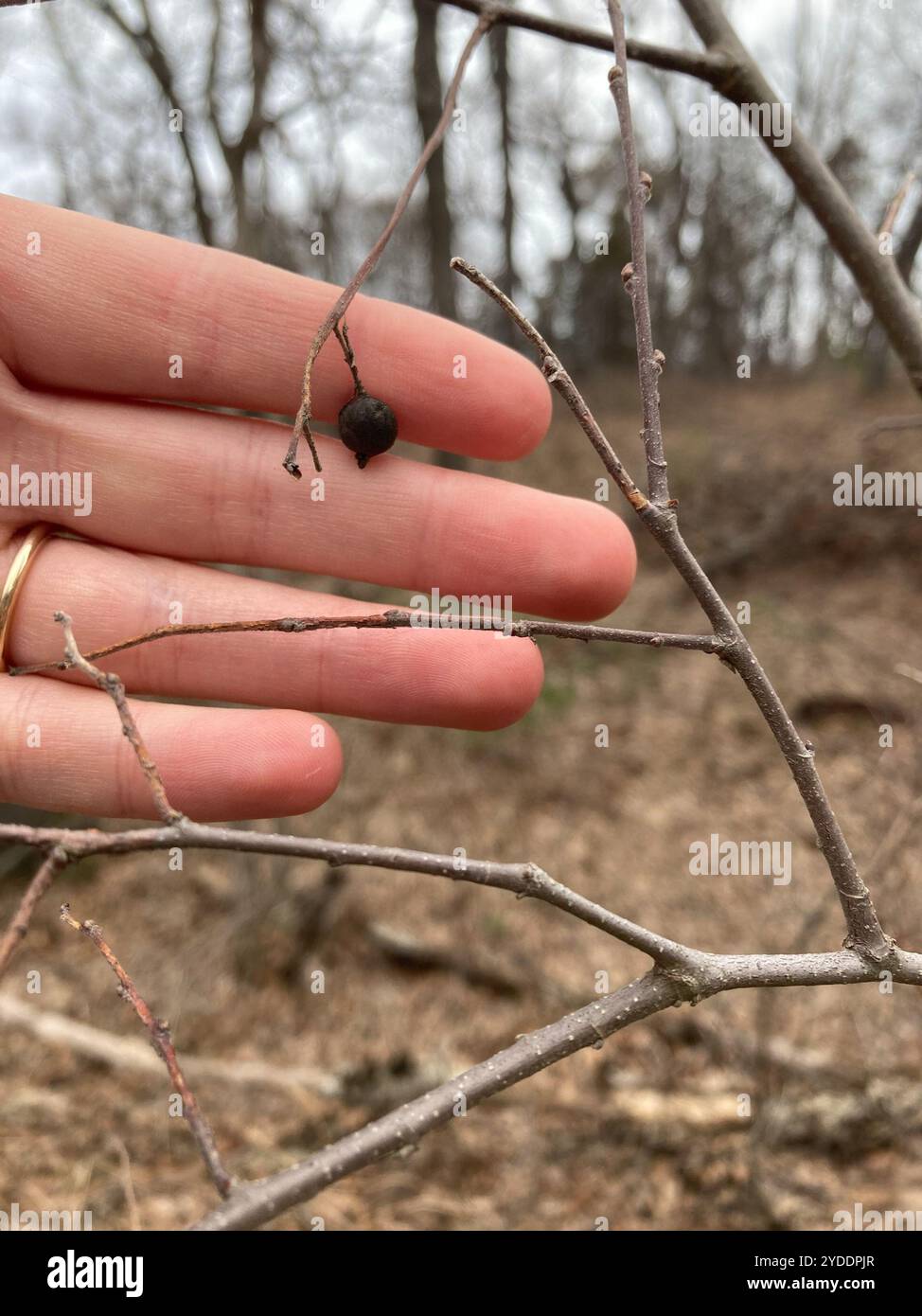 Dwarf Hackberry (Celtis tenuifolia Stock Photo - Alamy