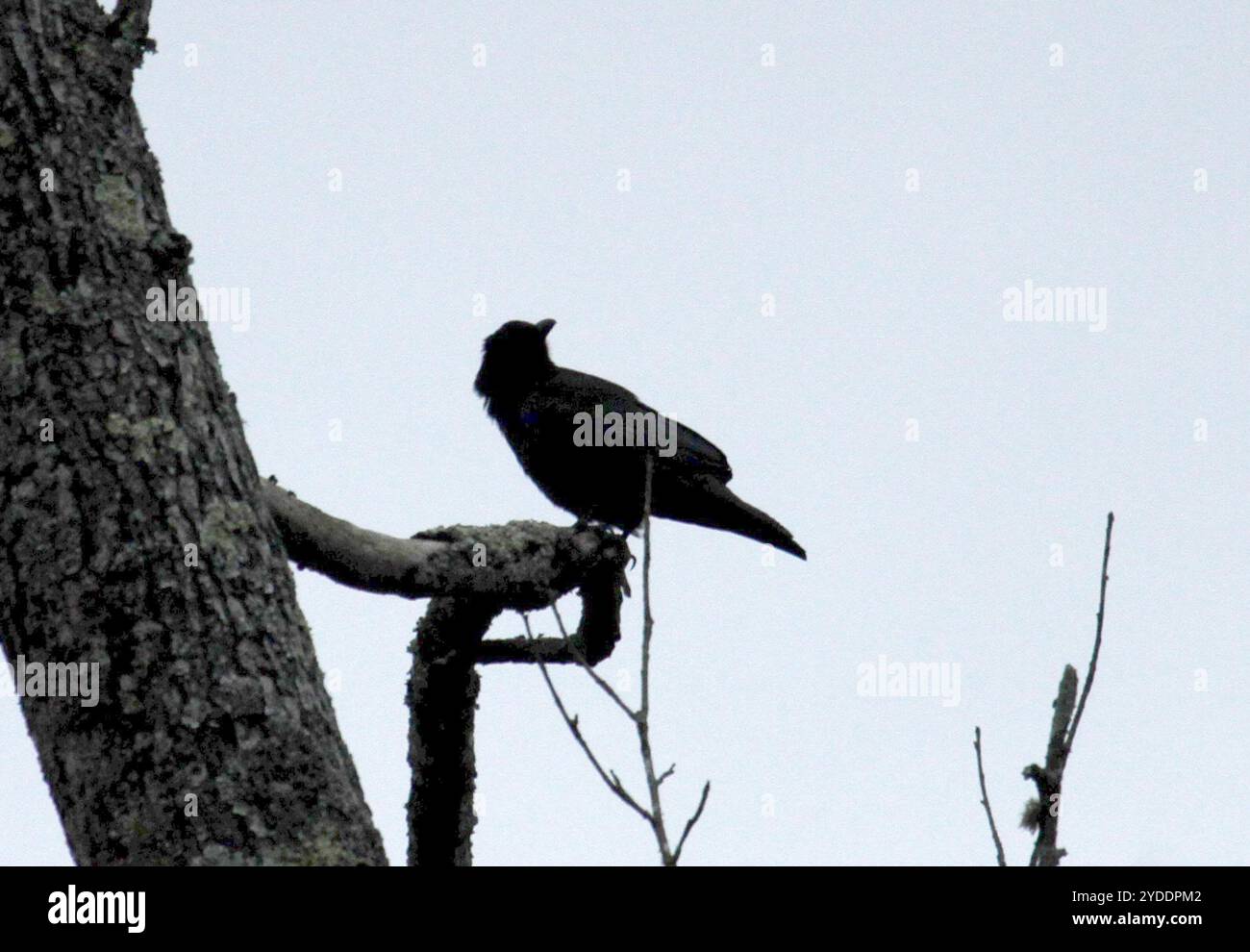 Fish Crow (Corvus ossifragus Stock Photo - Alamy
