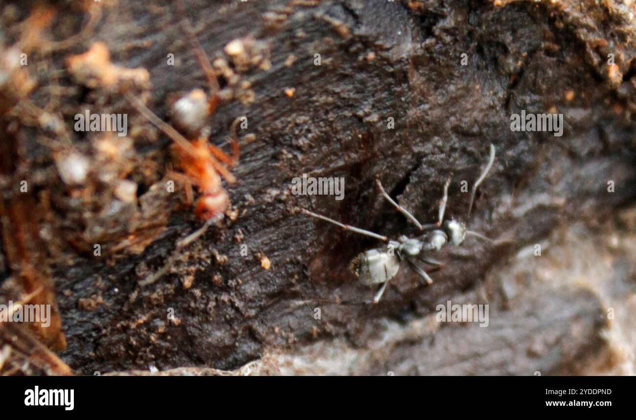 Slave-raider Field and Mound Ants (Formica sanguinea Stock Photo - Alamy
