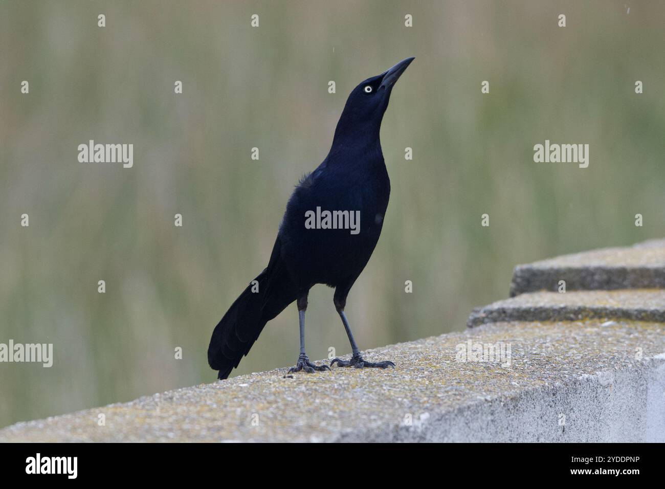 Great-tailed Grackle (Quiscalus mexicanus Stock Photo - Alamy