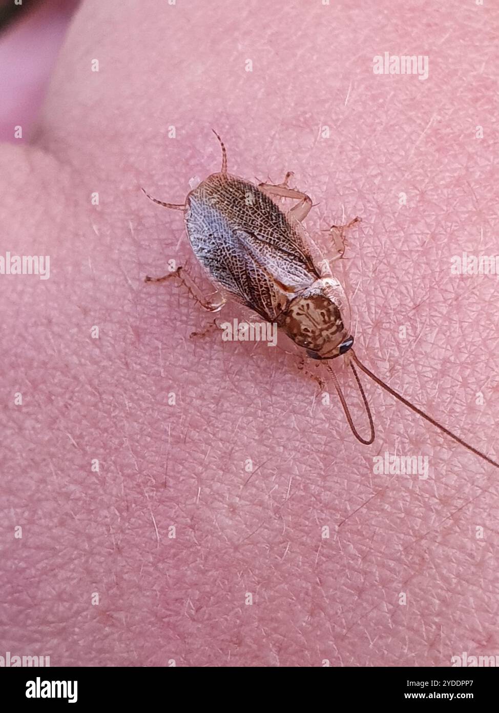 Cockroaches and Termites (Blattodea Stock Photo - Alamy