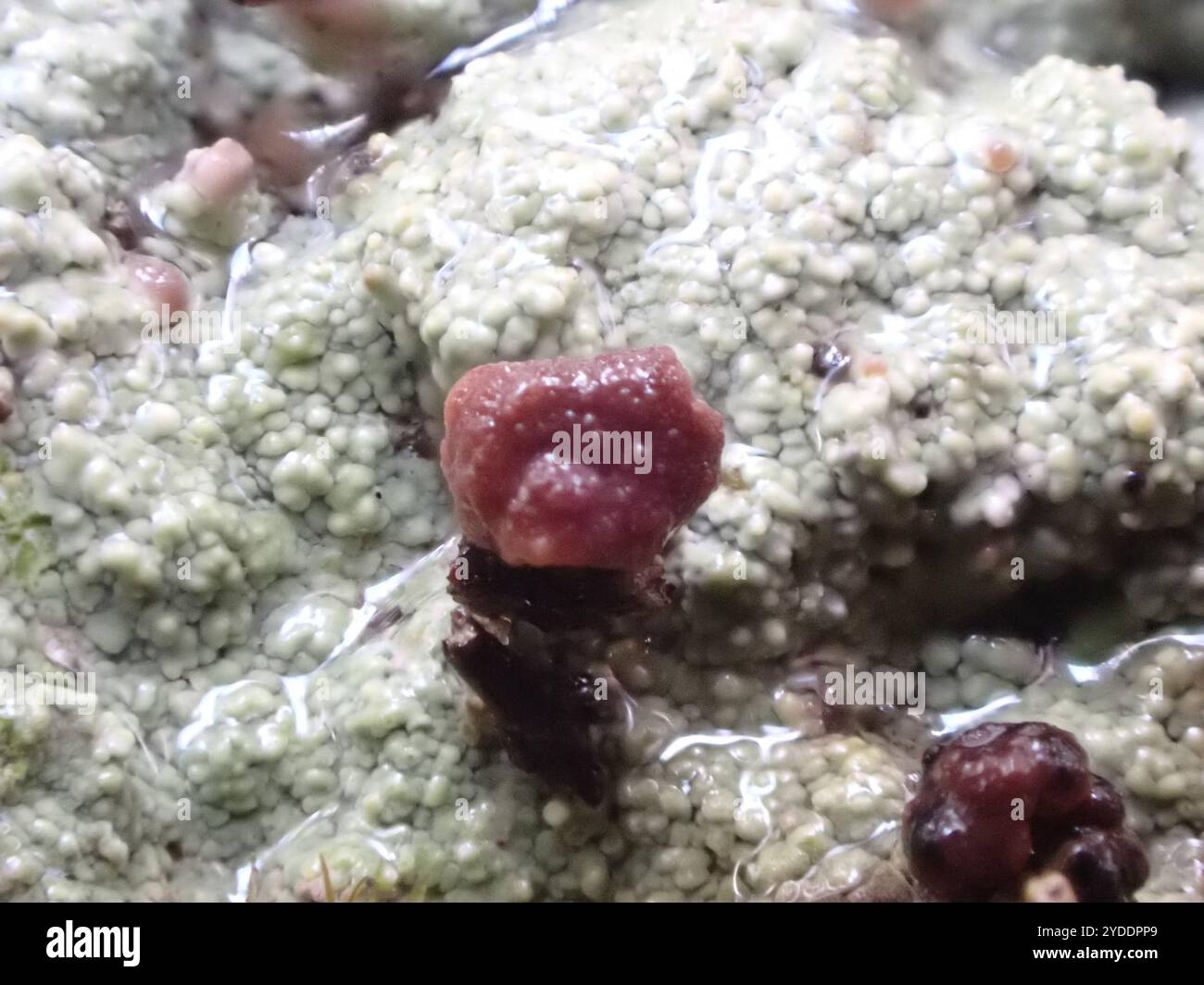 Brown Beret Lichen (Baeomyces rufus Stock Photo - Alamy