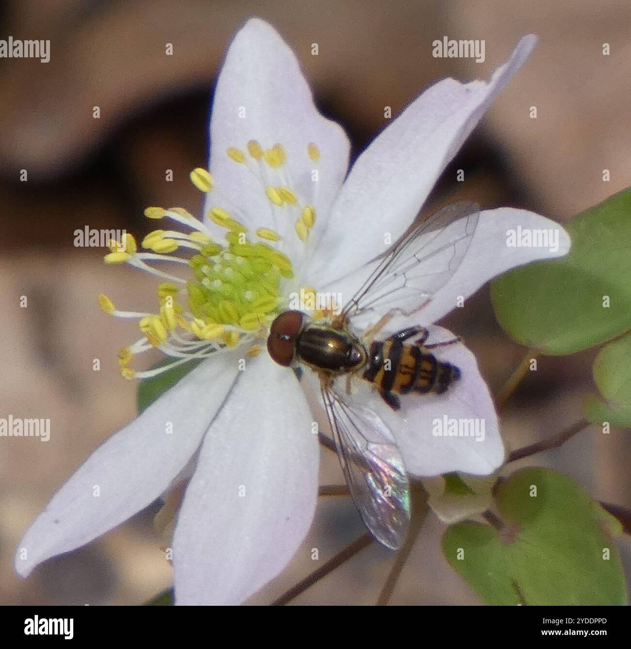 Eastern Calligrapher (Toxomerus geminatus Stock Photo - Alamy