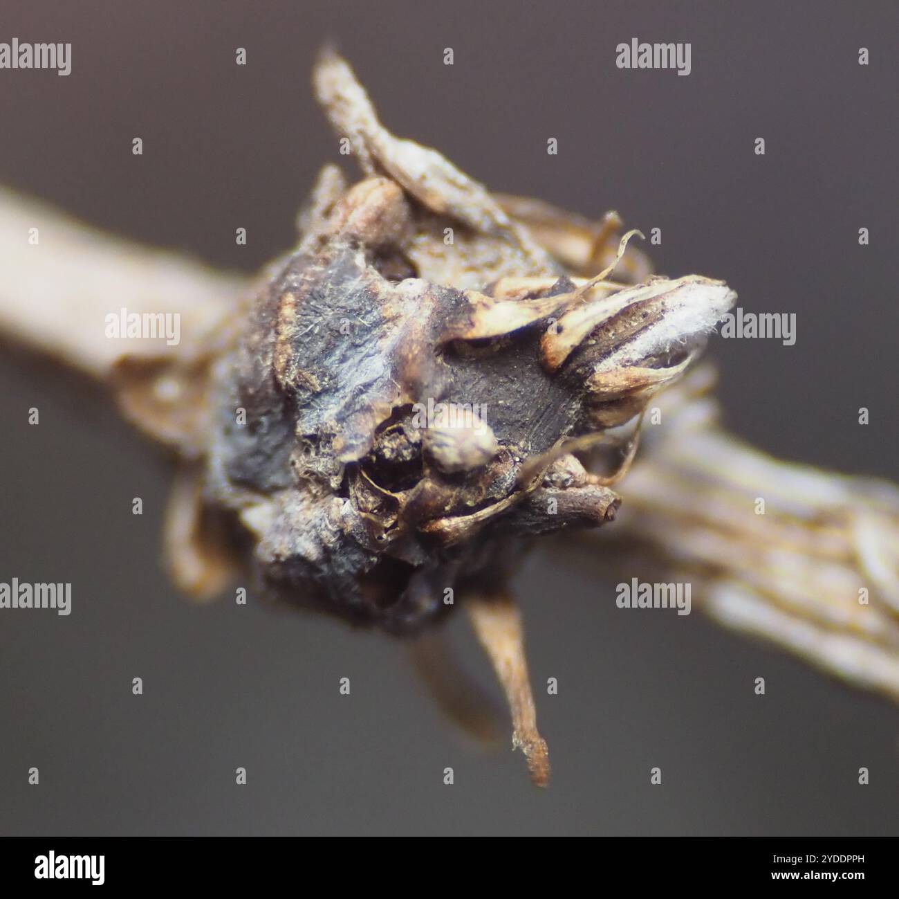 Oak potato gall (Neuroterus quercusbatatus Stock Photo - Alamy
