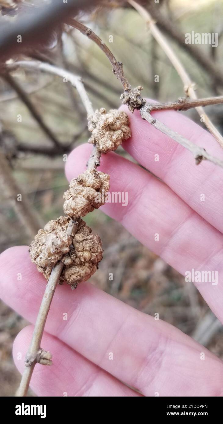 Olive Knot (Pseudomonas savastanoi Stock Photo - Alamy