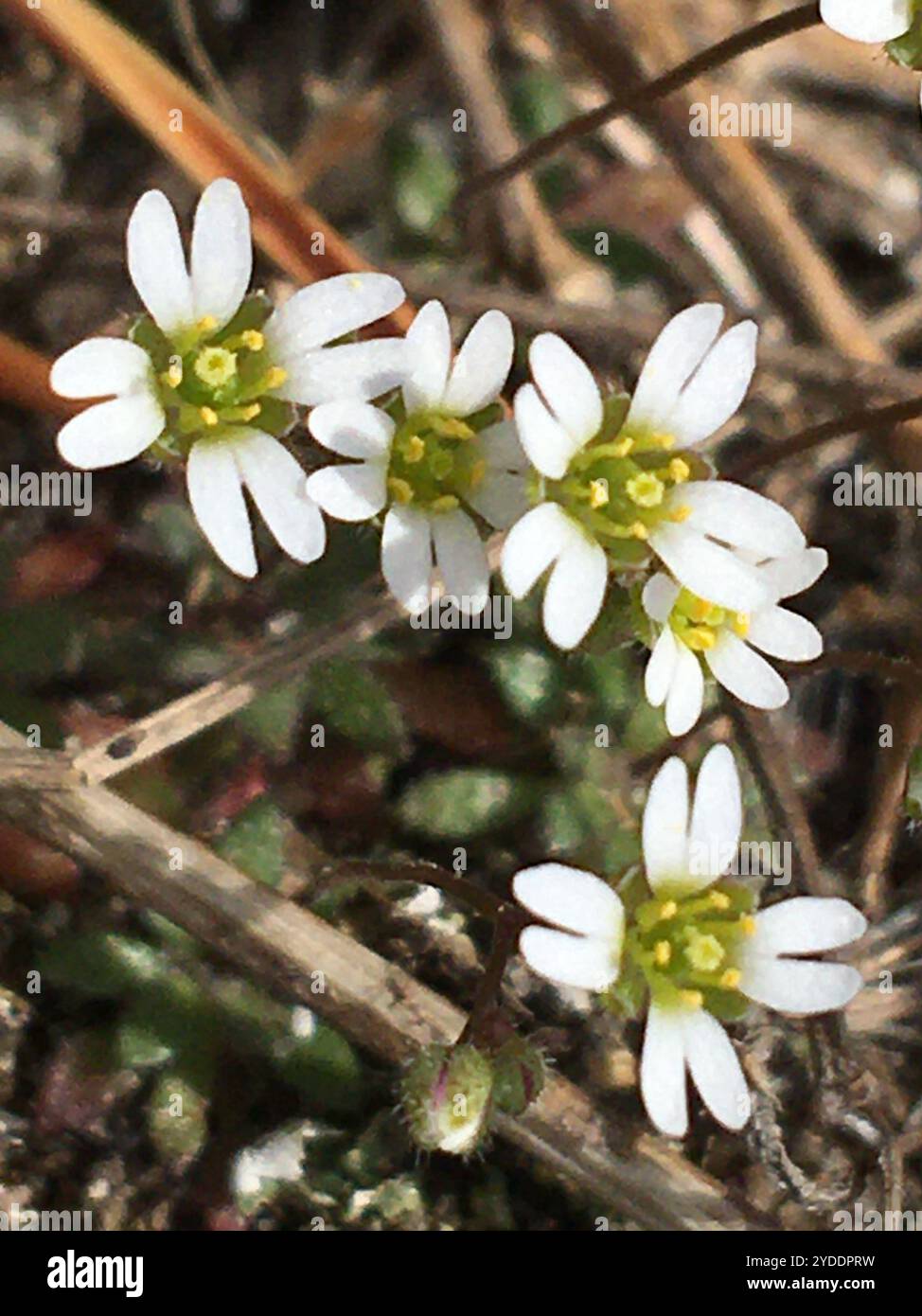 Common Whitlowgrass (Draba verna Stock Photo - Alamy