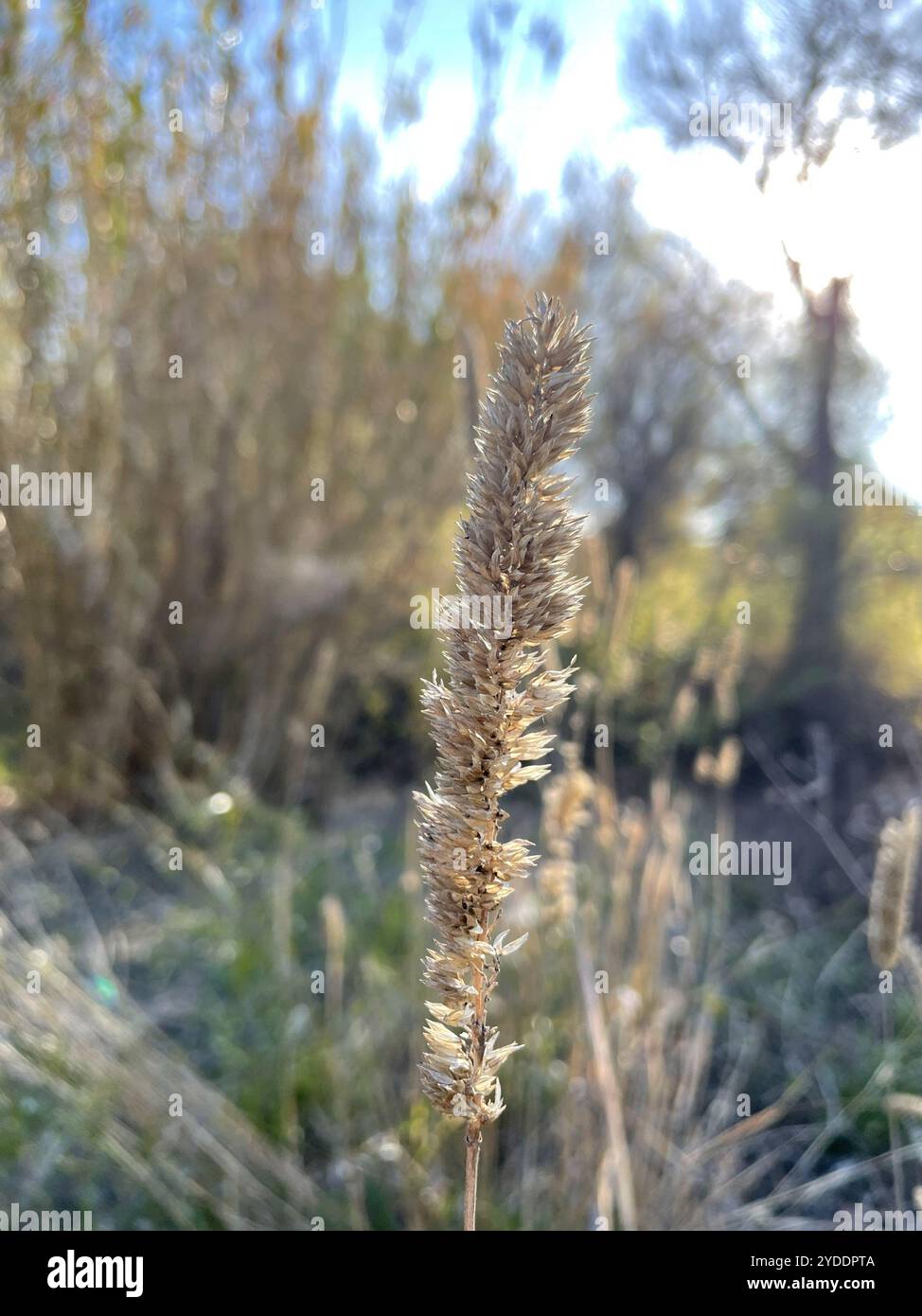 Phalaris aquatica hi-res stock photography and images - Alamy