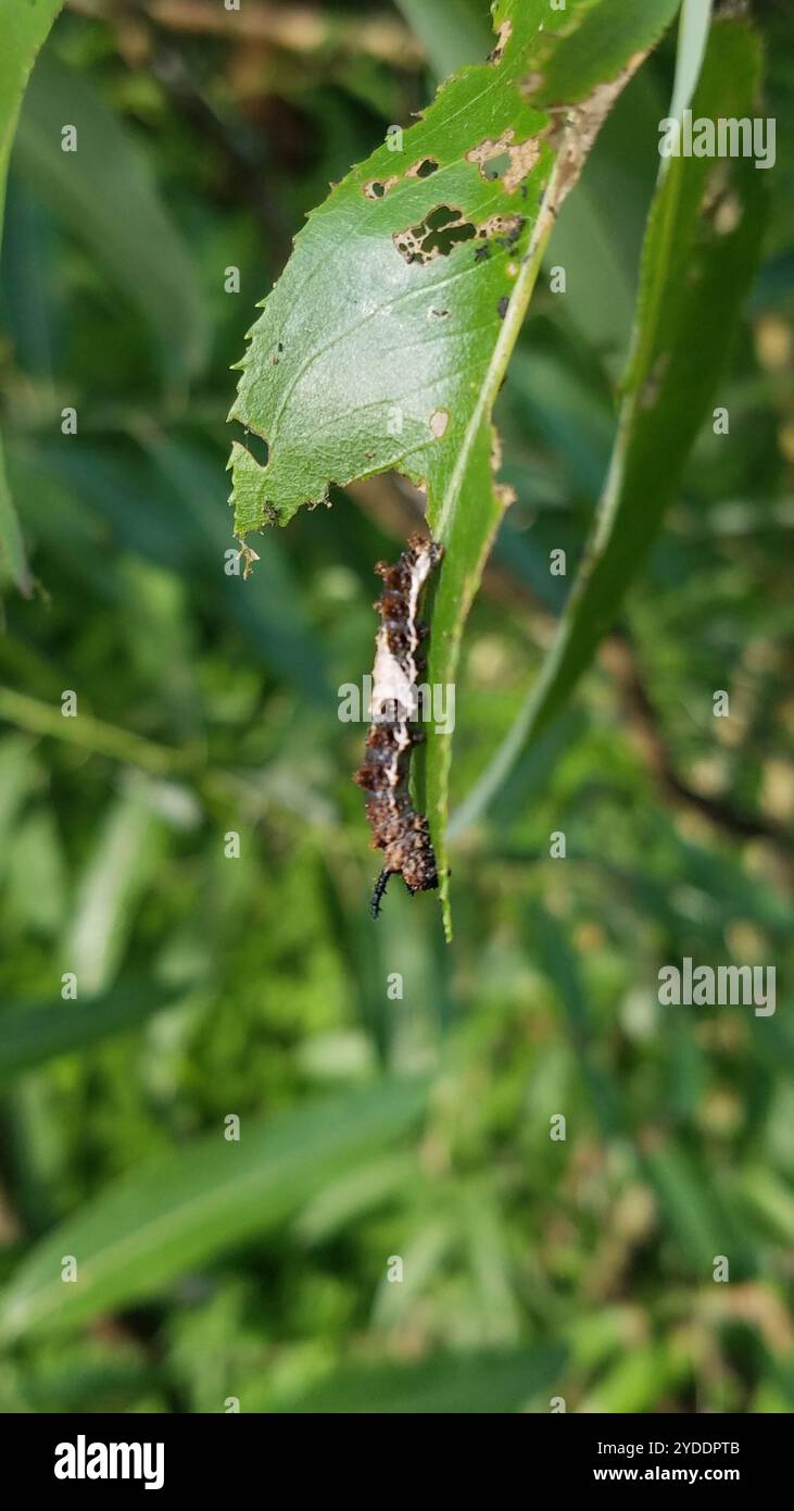 Viceroy (Limenitis archippus Stock Photo - Alamy