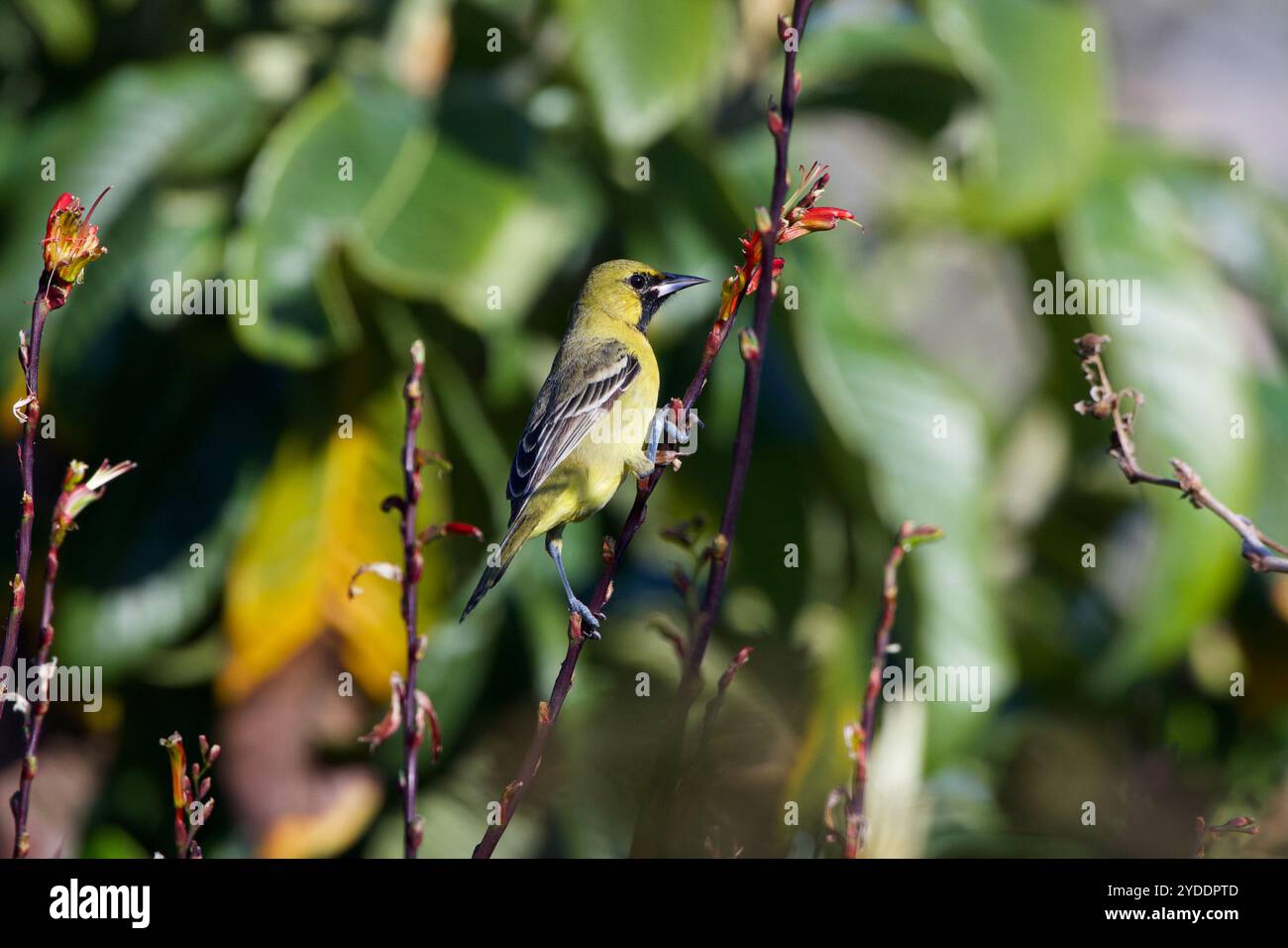 Orchard Oriole (Icterus spurius Stock Photo - Alamy