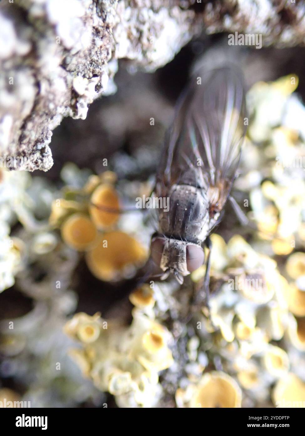 Muscoid Flies (Muscoidea Stock Photo - Alamy