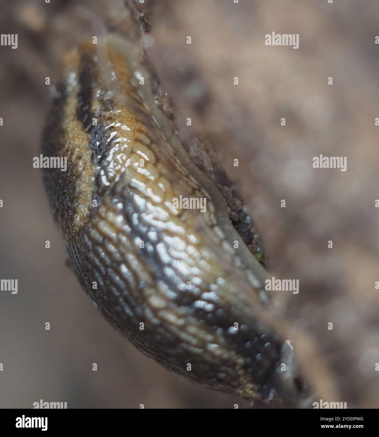 Western Dusky Slug (Arion subfuscus Stock Photo - Alamy