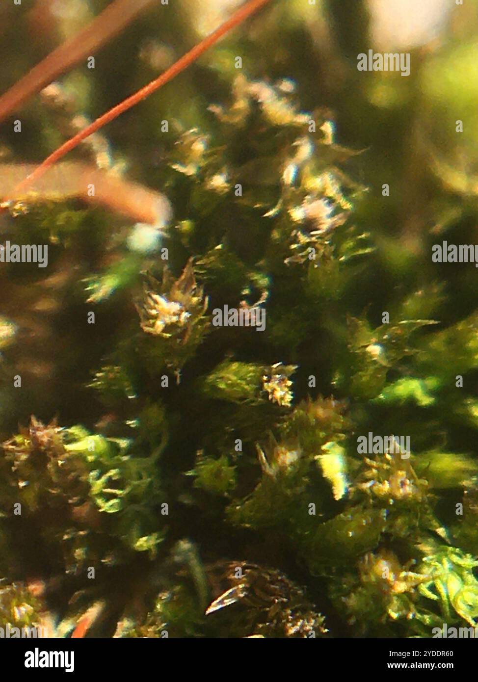 Flat-brocade Moss (Platygyrium repens Stock Photo - Alamy