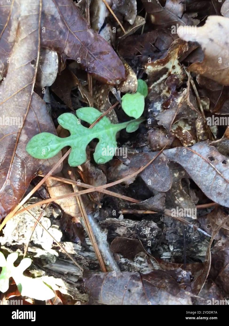 three-leaved rattlesnake root (Nabalus trifoliolatus Stock Photo - Alamy