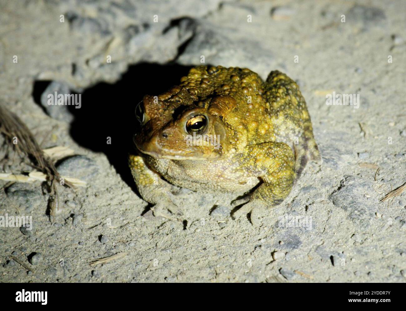 American Toad (Anaxyrus americanus Stock Photo - Alamy