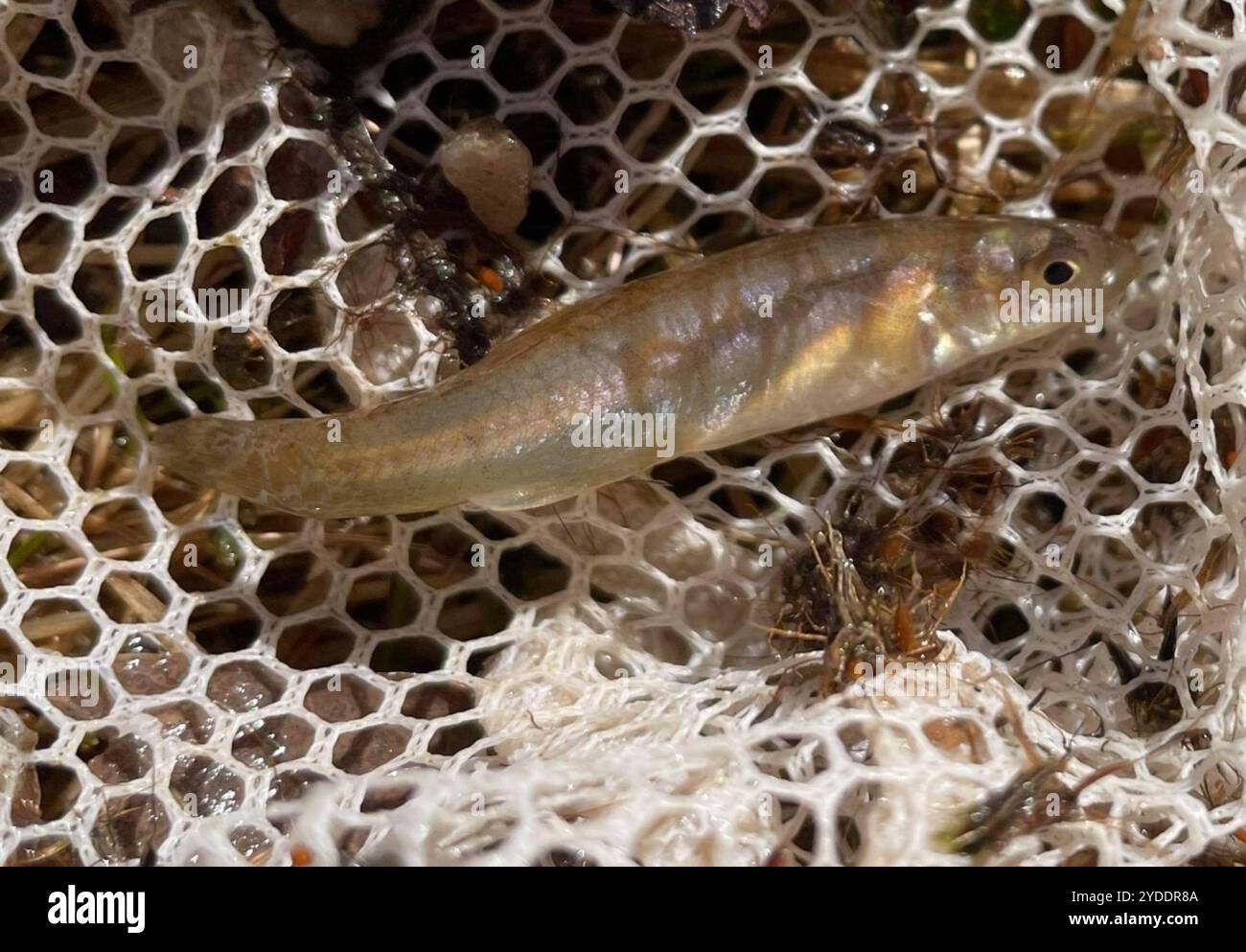 Banded Killifish (Fundulus diaphanus Stock Photo - Alamy