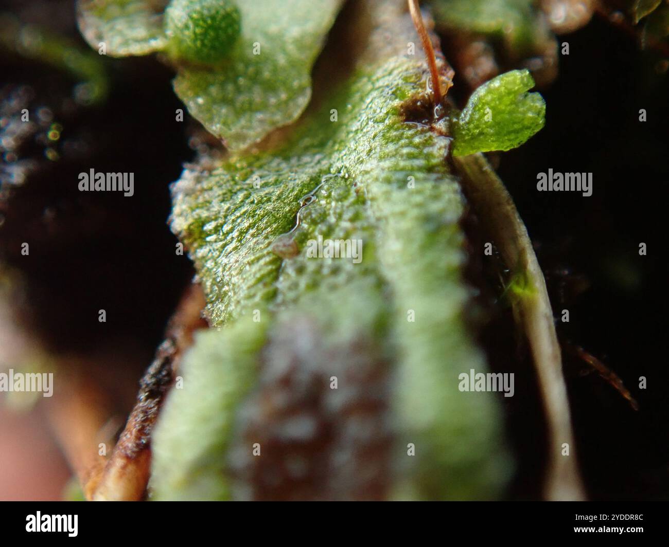 Thin Starwort (Mannia gracilis Stock Photo - Alamy