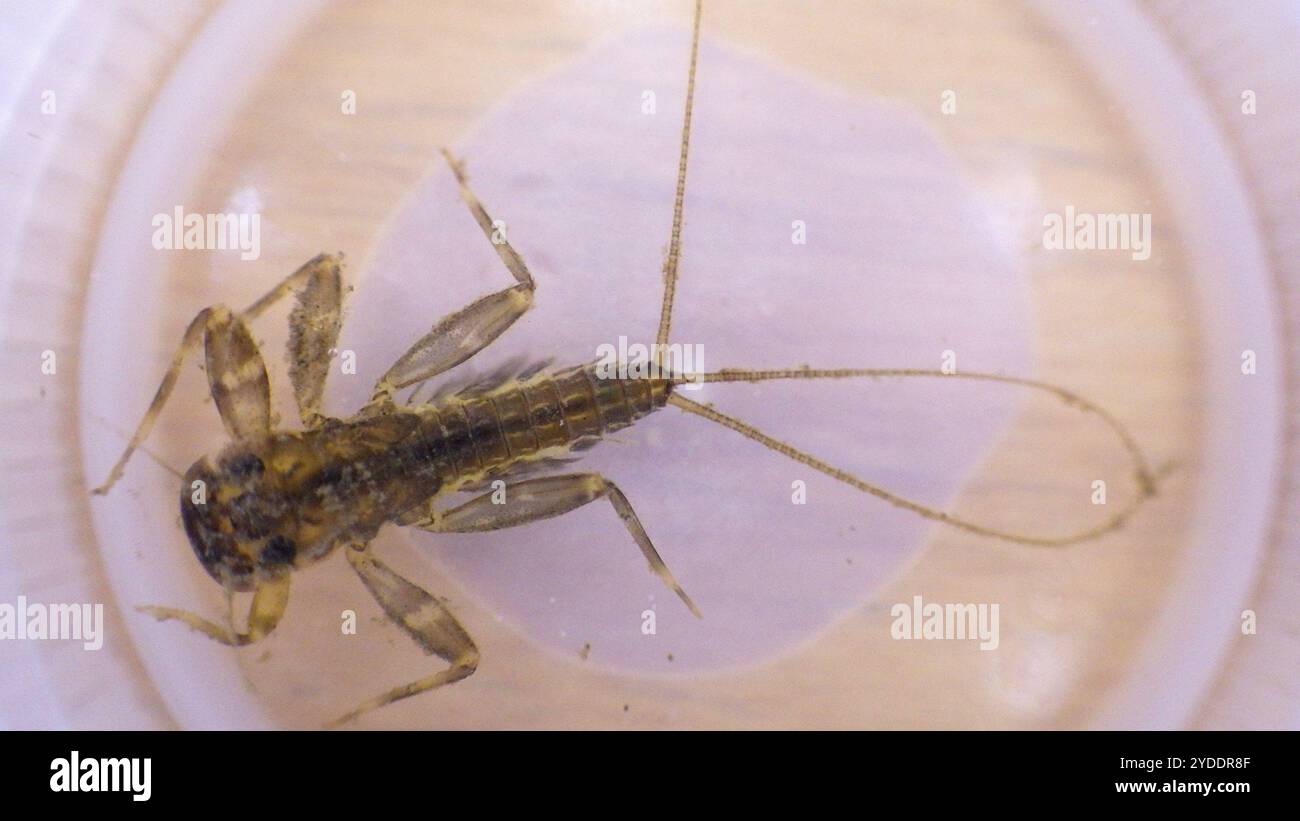 Orange Cahill (Stenacron interpunctatum Stock Photo - Alamy