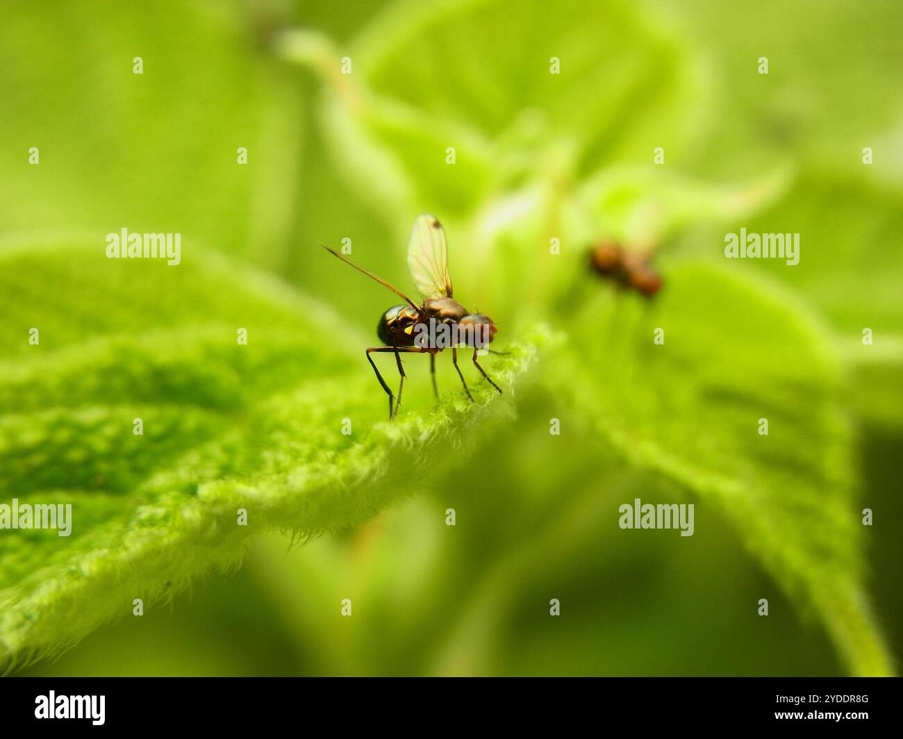 Black Scavenger Flies (Sepsidae Stock Photo - Alamy