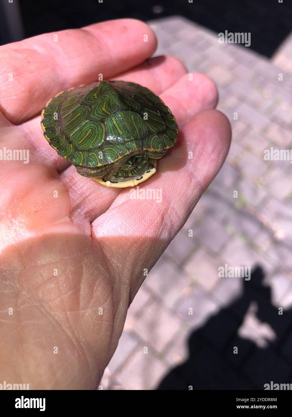 Red-eared Slider (Trachemys scripta elegans Stock Photo - Alamy
